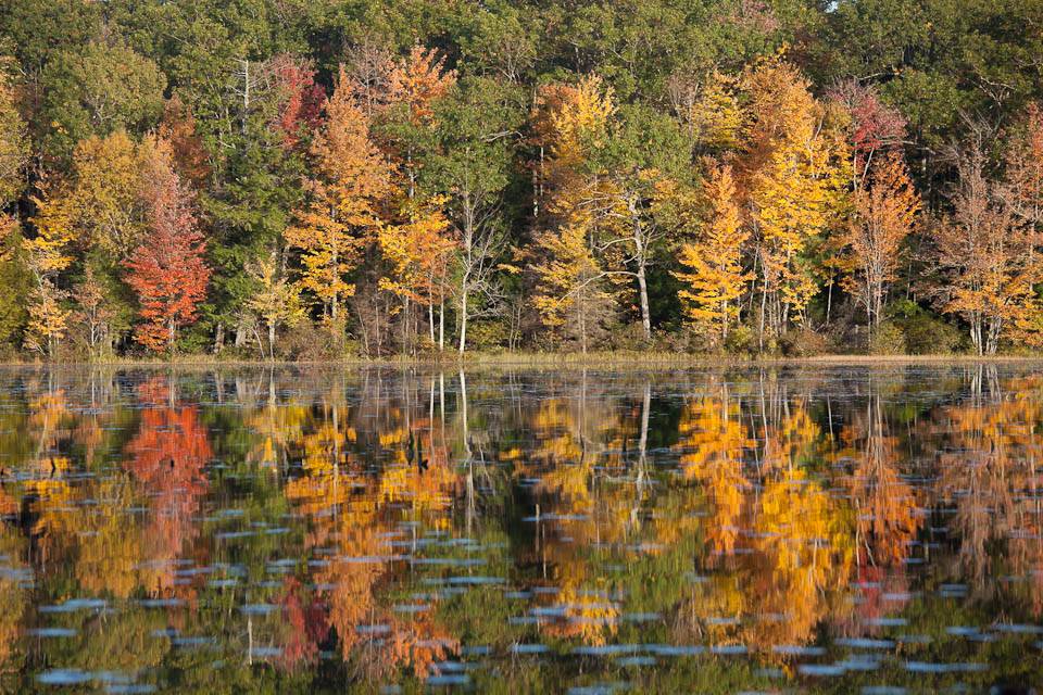 Fall Woods Walk: Allen Whitney Memorial Forest - New England Forestry ...