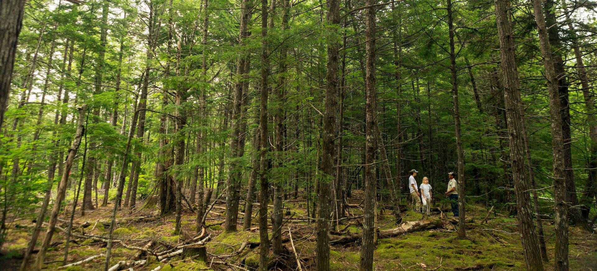 Land Conservation - Conserving Forests for the Future New England Forestry Foundation