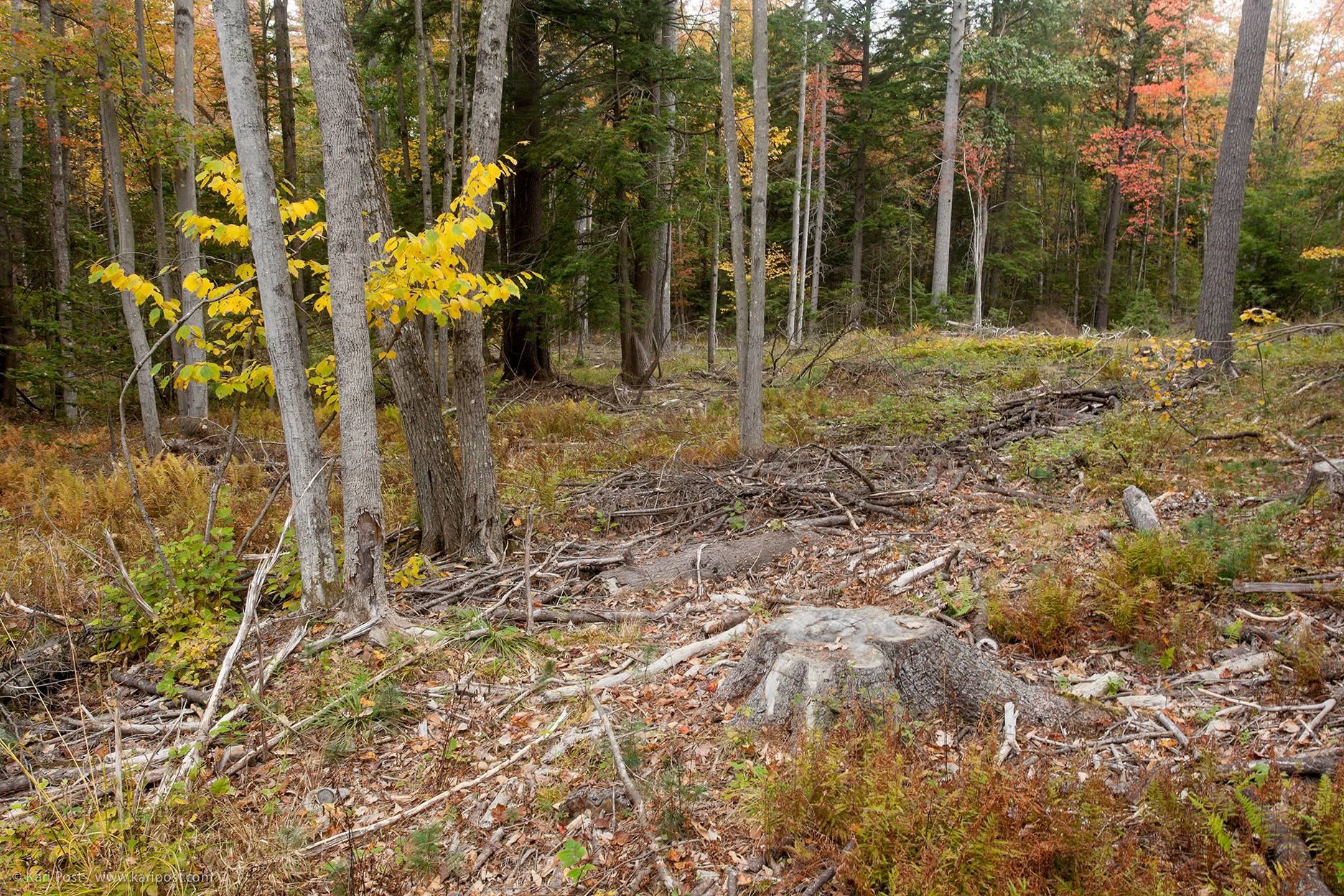 Arnold Family Forest - New England Forestry Foundation New England ...