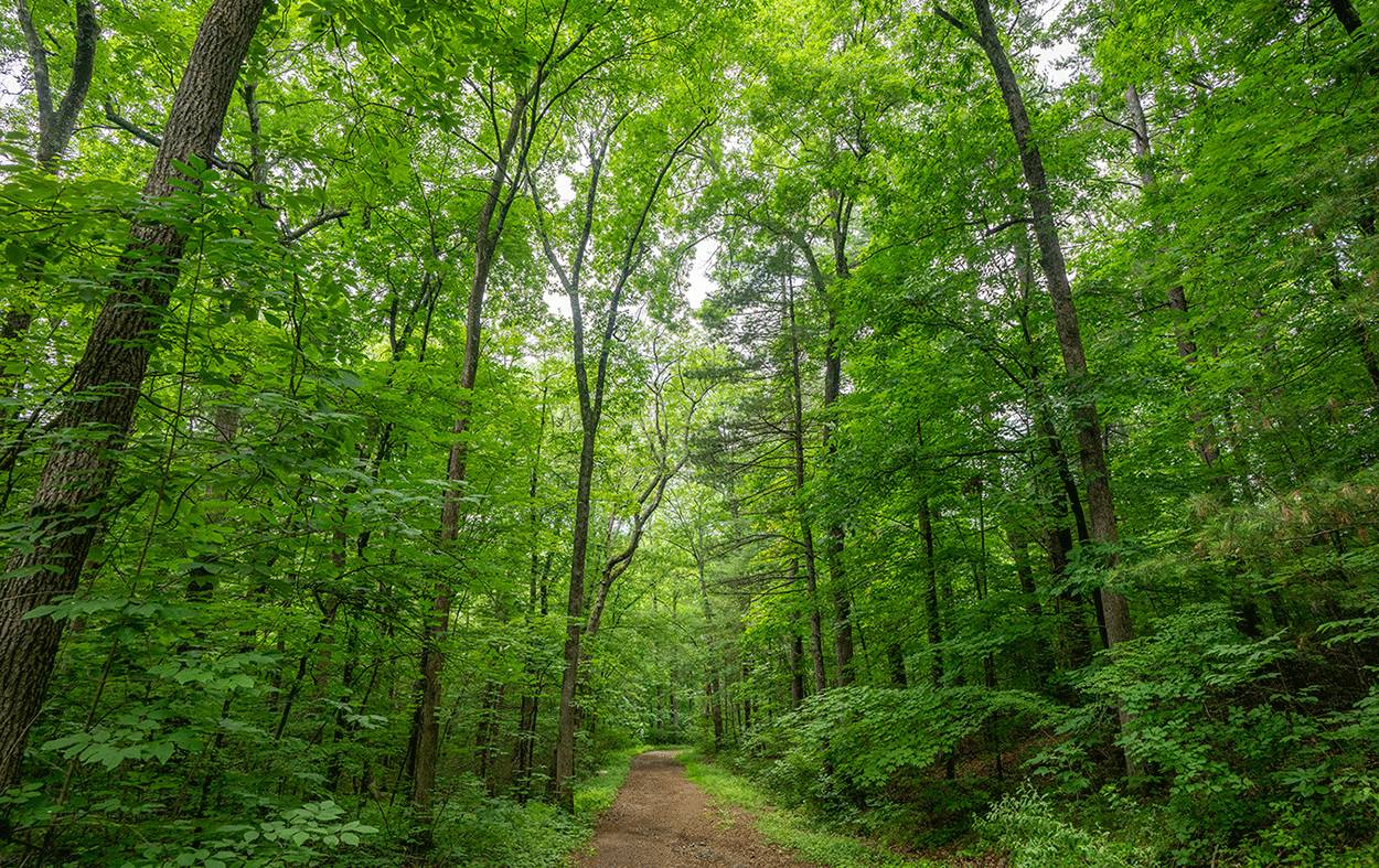 New England Forestry Foundation - Forest Conservation Experts New ...