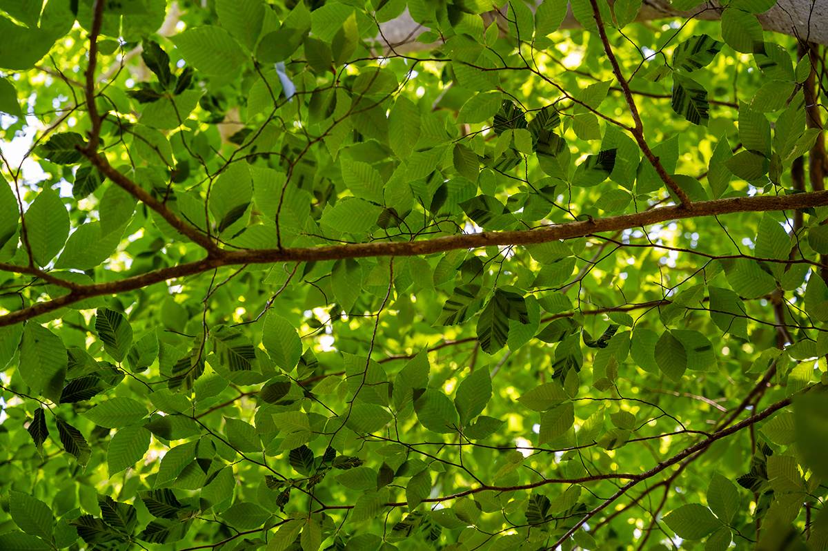 2025 NEFF and Dirigible Spruce Tip Pale Ale Release Party - New England ...