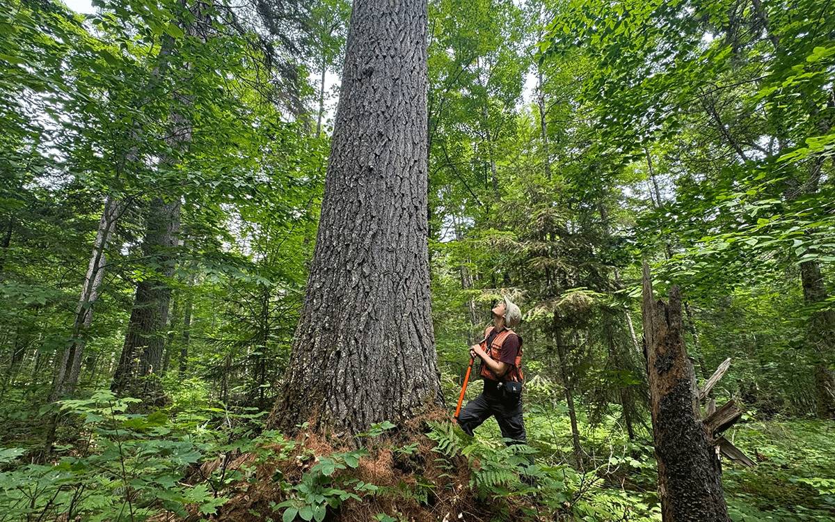 Safeguarding Maine’s Oldest Forests - New England Forestry Foundation ...