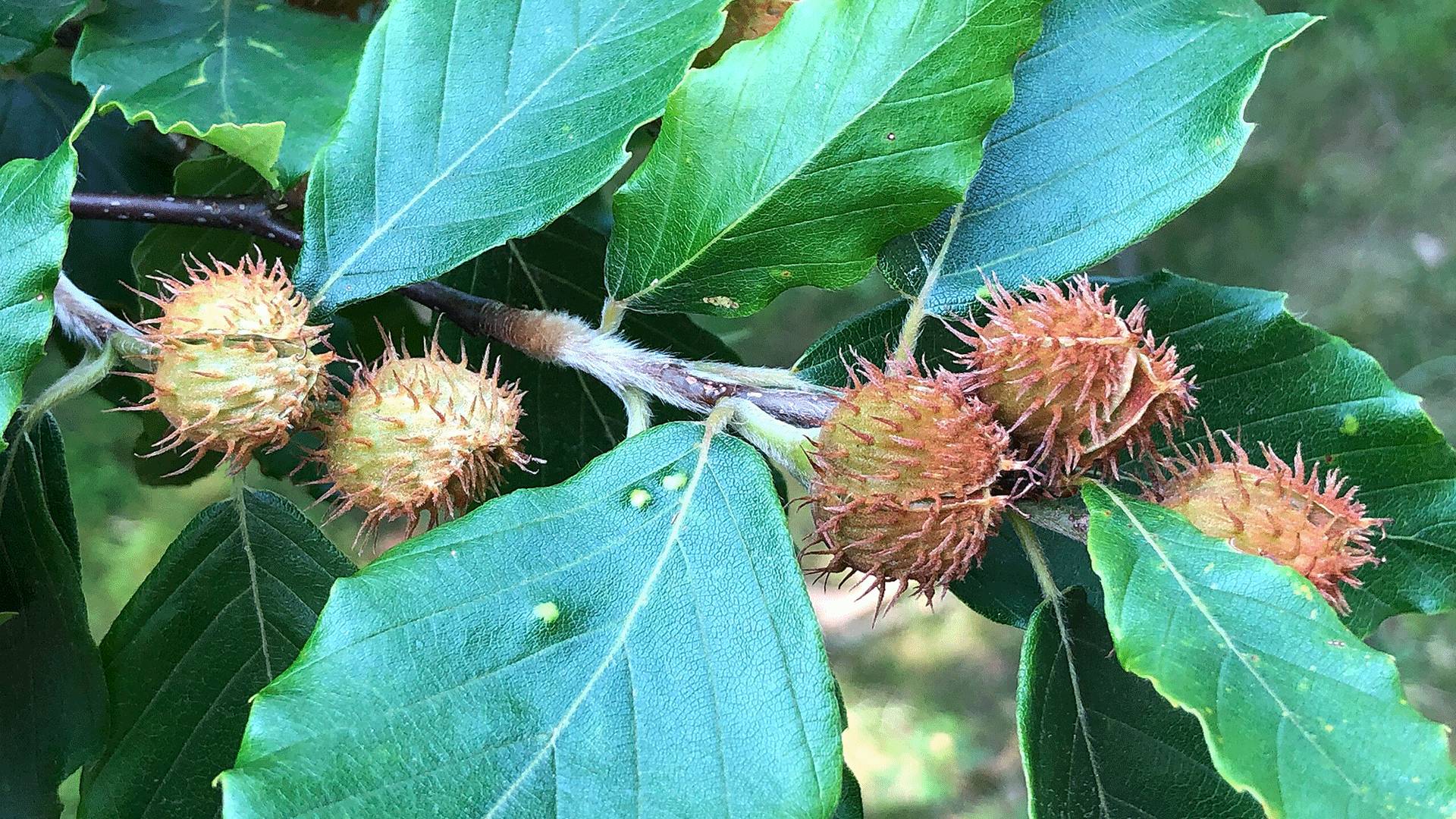 american beech leaf description
