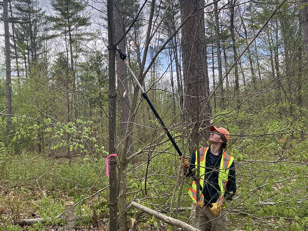 Growing Tomorrow’s White Pine and Red Oak at Allen Whitney Memorial Forest - New England ...