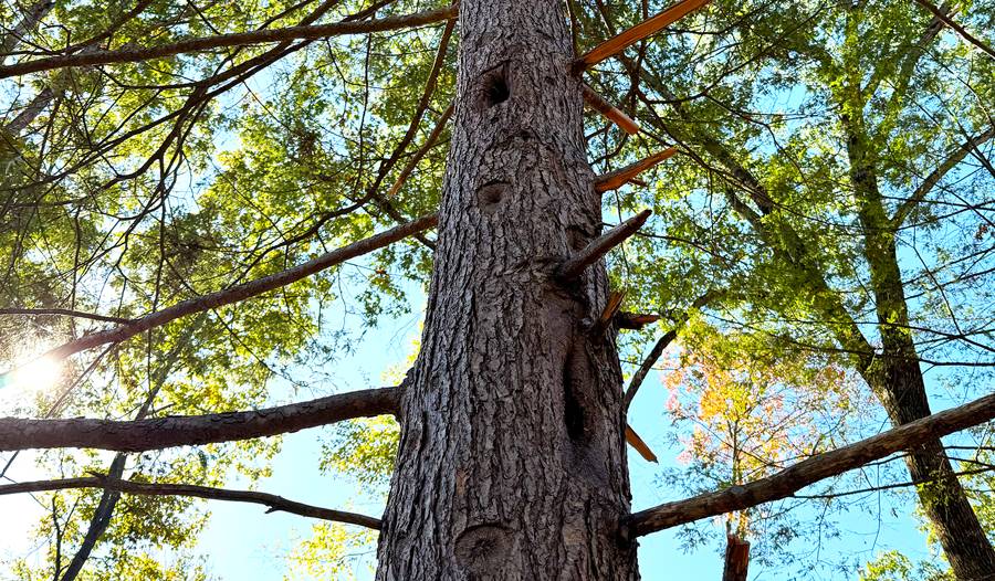 A Regeneration Harvest at Pine Nook Forest - New England Forestry ...